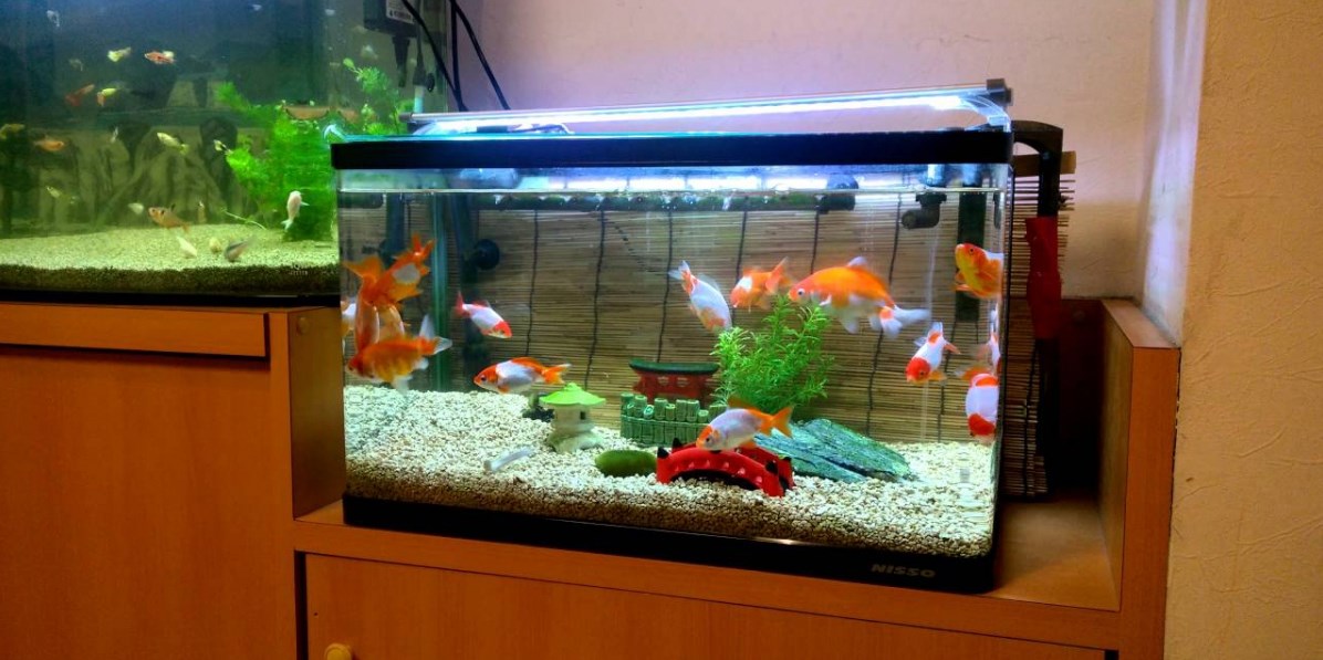 Aquarium Poisson Rouge : L'entretien | Mon Cheval de Course